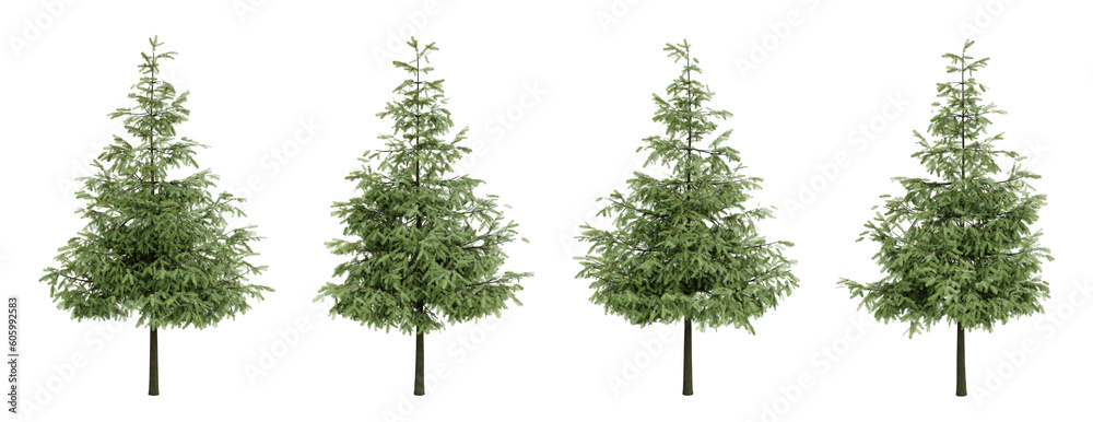 Conifer trees on transparent background, pine tress, garden plant, 3d ...