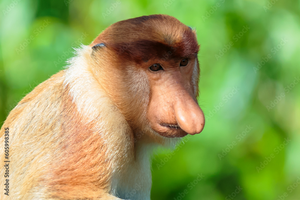 The proboscis monkey (Nasalis larvatus) or long-nosed monkey is a ...