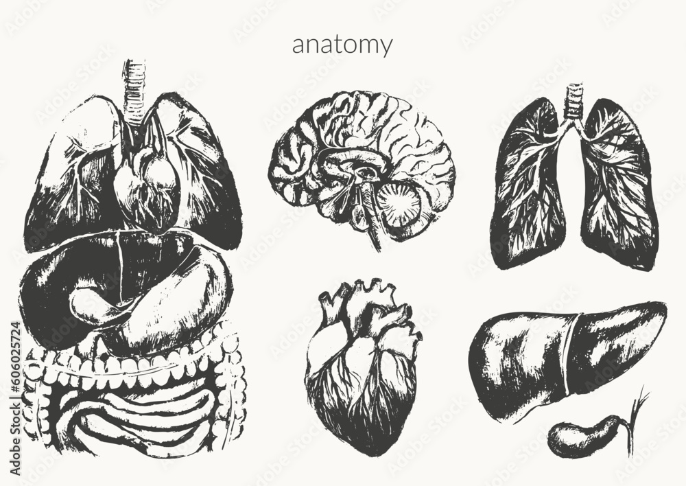 Human anatomy illustration. Internal organs black ink sketch Stock ...