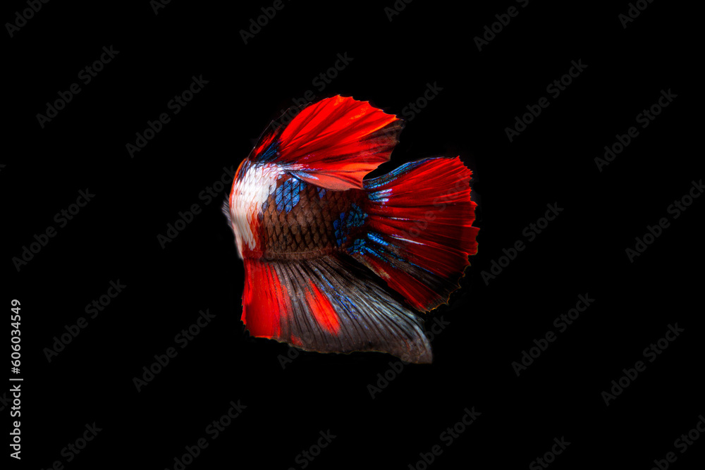 Foto de Siamese betta fish is the national fish of Thailand, its ...