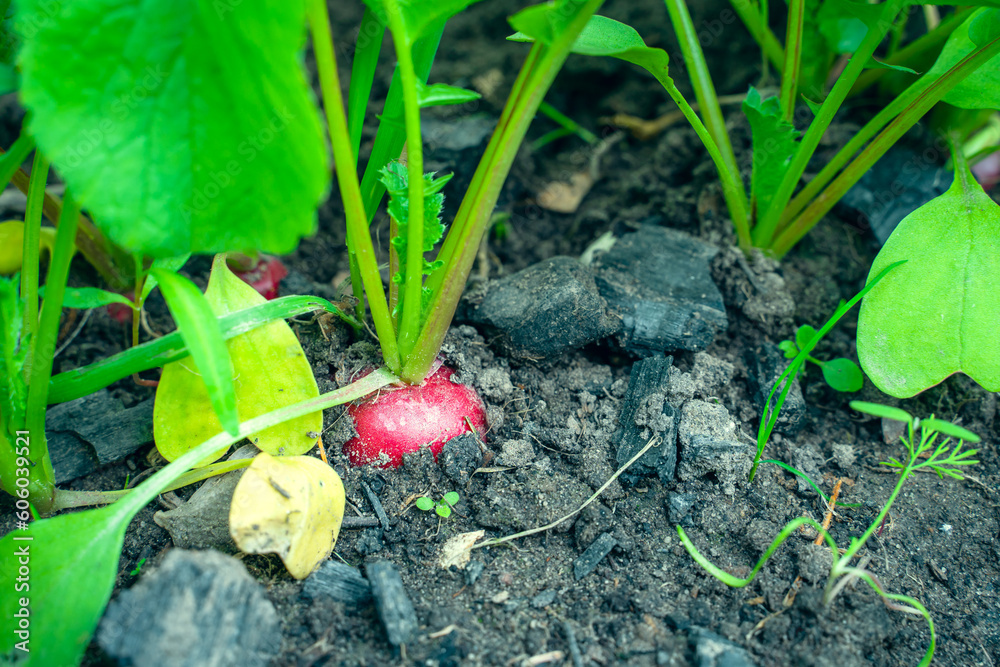 Red radish grows in the soil of a vegetable garden close-up. Red root ...