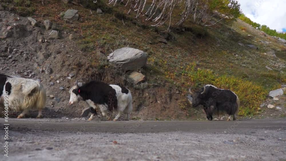 Wide angle shot of group of Yak walking in front of the Himalayan ...