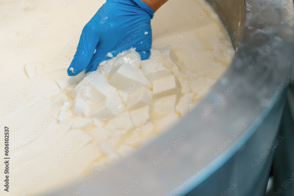 milk mixing at cheese factory cheese maker checks cheese by hand in ...