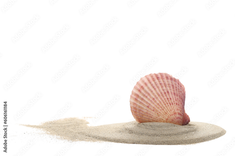 Sea shell in sand pile isolated on white background, side view Stock ...