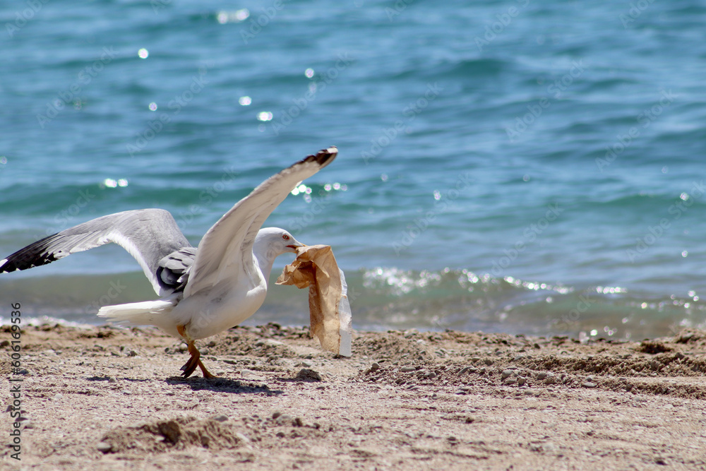 Seagull with a plastic bag in the beak on the sea shore. Seagull eat a ...