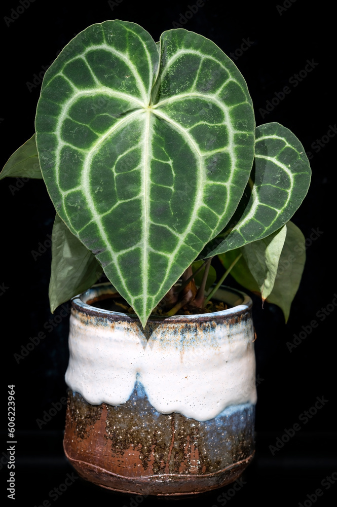 Anthurium crystallinum, a tropical aroid plant with heart-shaped leaves ...