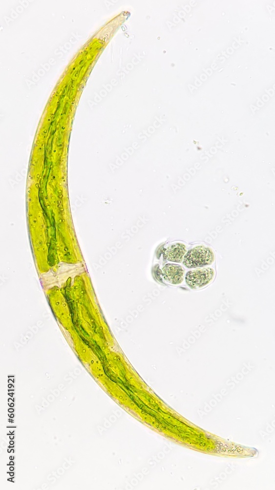Closterium sp. a freshwater microalgae or phytoplankton species Stock ...