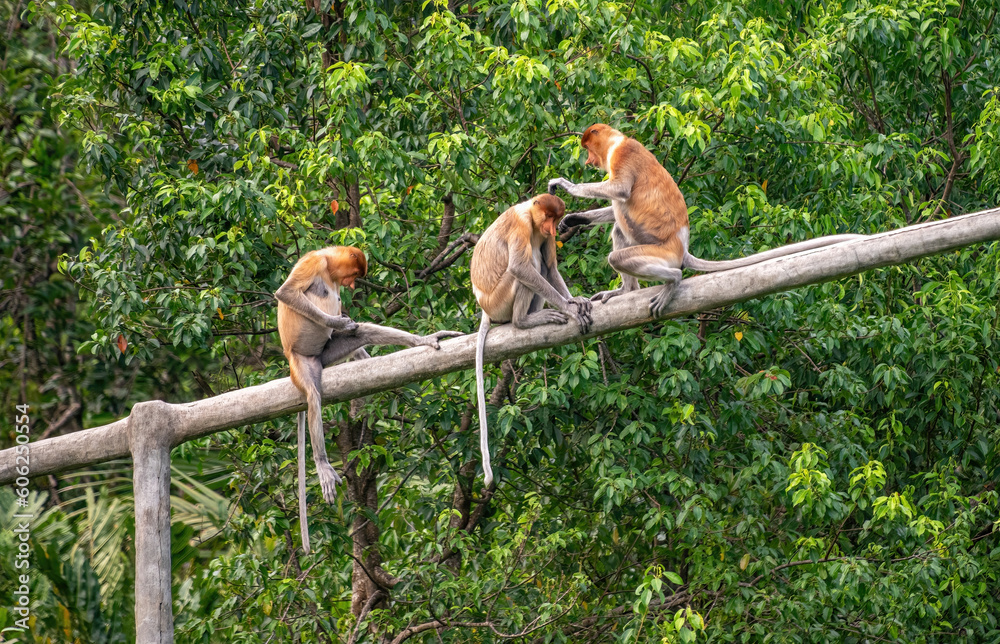 Proboscis monkeys in the Borneon rainforest, Sabah, Malaysia. Stock ...