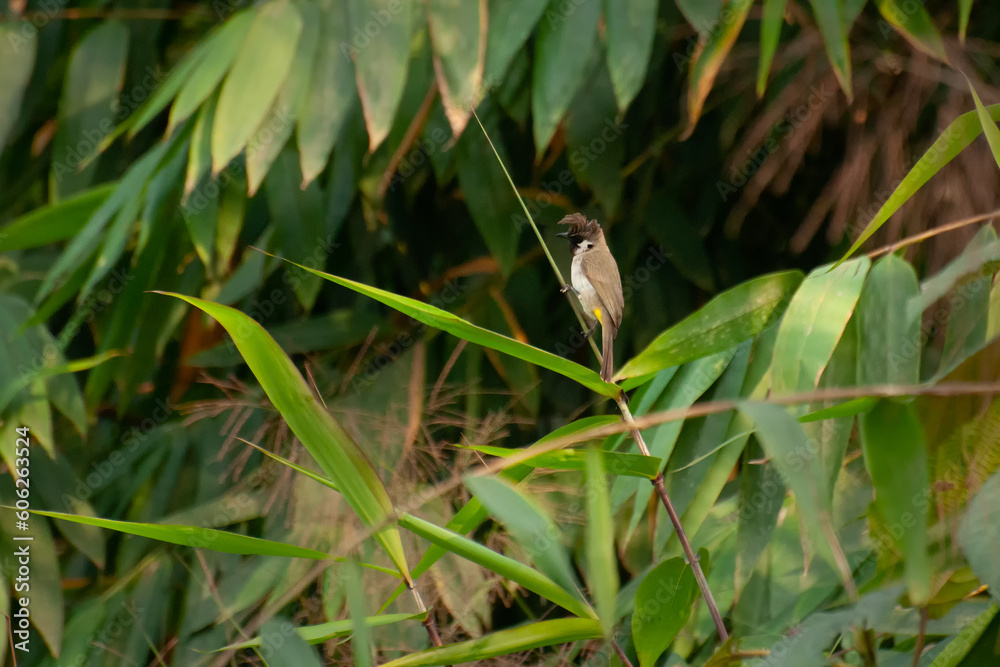 The Himalayan bulbul bird, Pycnonotus leucogenys, or white-cheeked ...