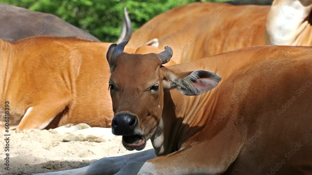 Banteng, Bos javanicus or Red Bull. It is a type of wild cattle But ...