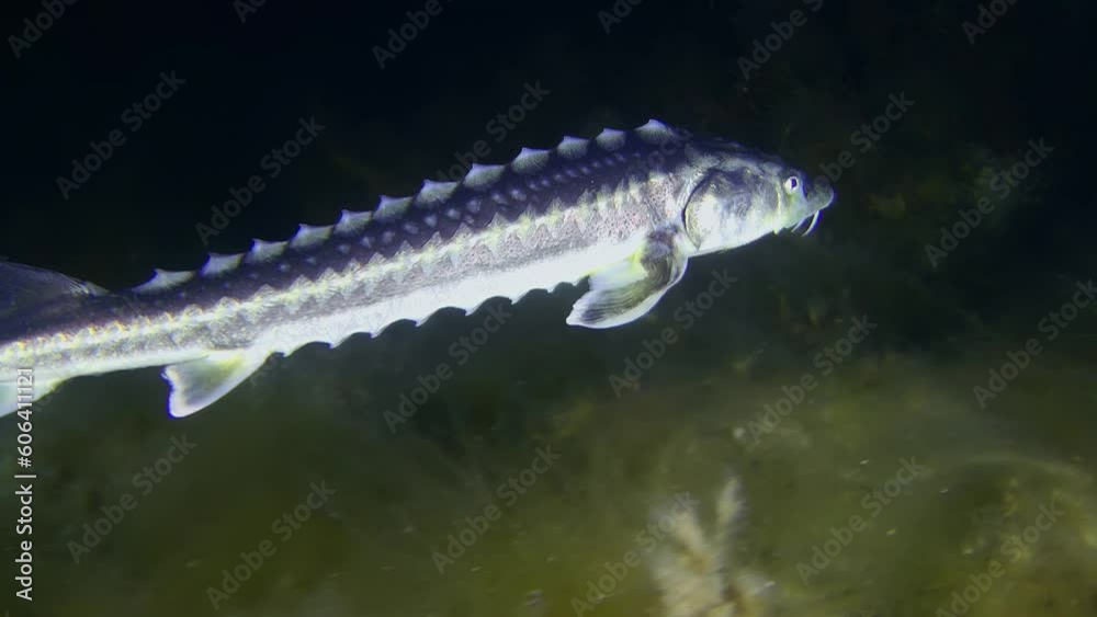 Vidéo Stock Diamond sturgeon or Russian sturgeon (Acipenser ...