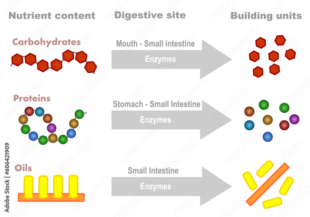 Absorption nutrients absorption diagram. Effect enzymes digestion ... Absorption nutrients absorption diagram. Effect enzymes digestion ...