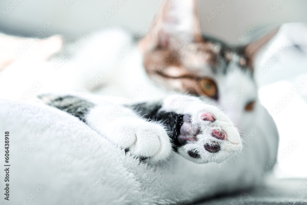 Injured paw of a white kitten, burnt paw from the oven Stock Photo ...