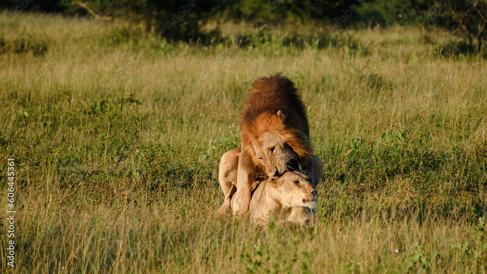 Lions mating at Kruger nation park South Africa, female and male lion pairing, Lions are ...