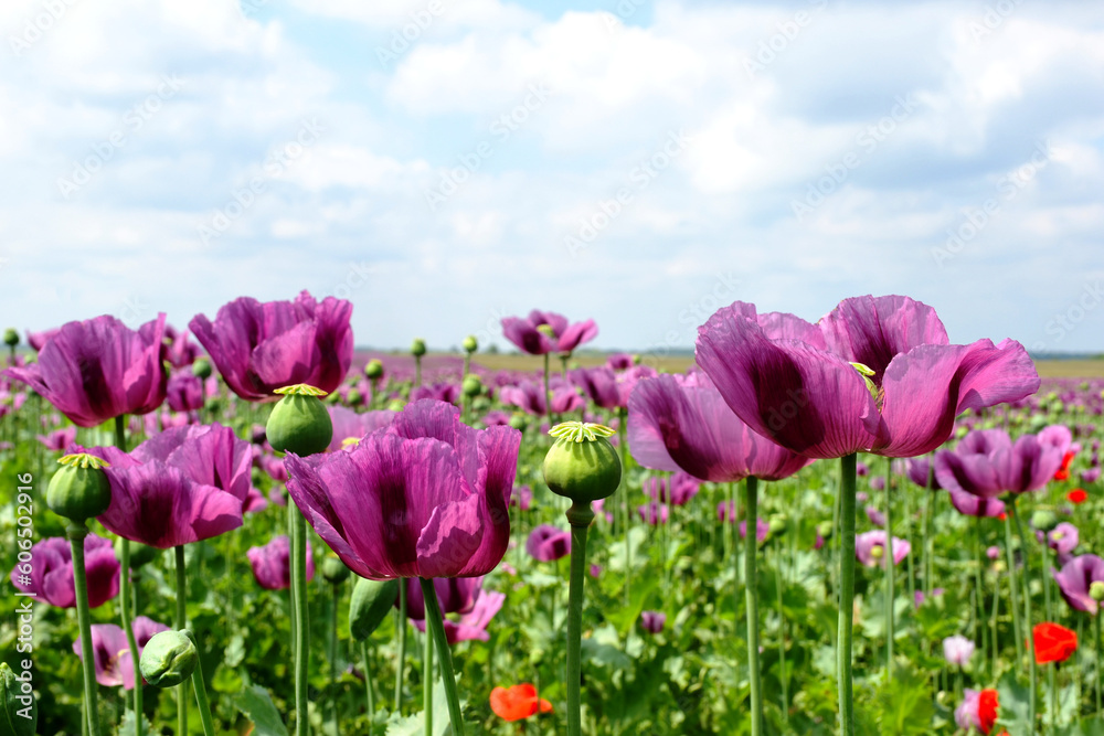 purple poppy field in full bloom in spring. flower head in closeup ...