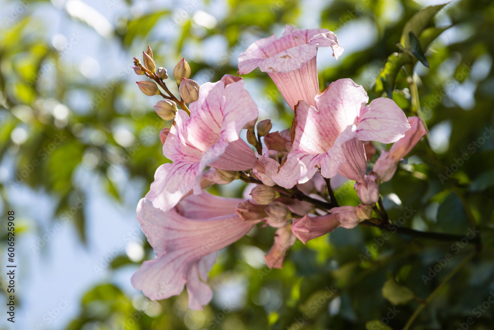 The Pink Trumpet Vine, scientifically known as Podranea ricasoliana, is ...