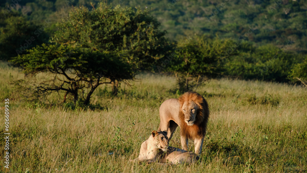 Lions mating at Kruger nation park South Africa, female and male lion ...