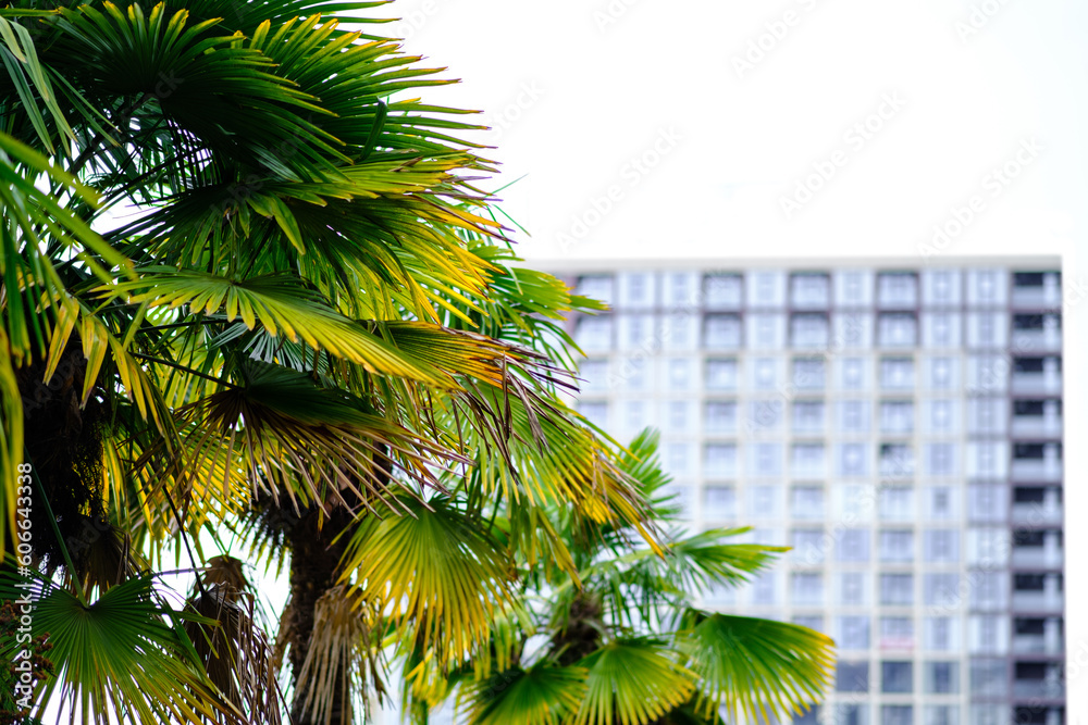 Tropical palm tree against the backdrop of a multi-storey building with ...