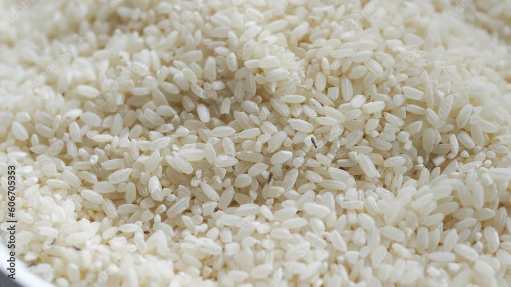 Close up shot of a big group of rice weevils moving and feeding on the ...