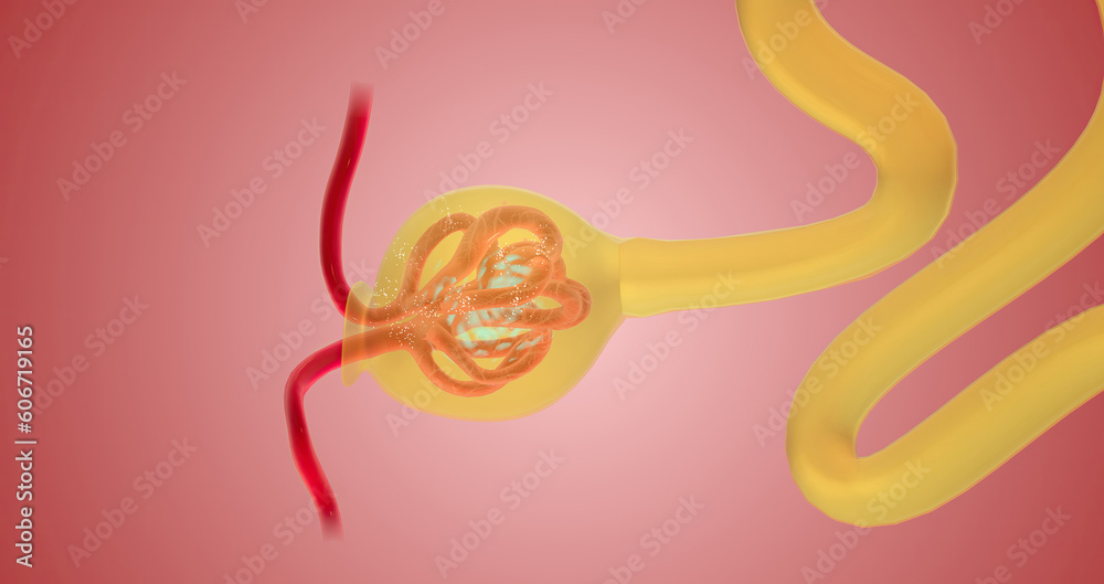 When blood reaches the kidney, the nephron filters it from fluid, red ...