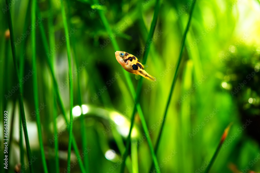 Pygmy pufferfish, pea pufferfish close up photo. Dwarf pufferfish ...
