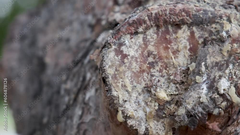 Camera movements a red pine tree shows resin flows from it. with nice ...