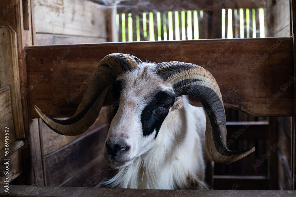 Domba Garut" is one of the local Indonesian sheep family which has an ...