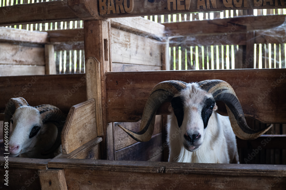 Domba Garut" is one of the local Indonesian sheep family which has an ...