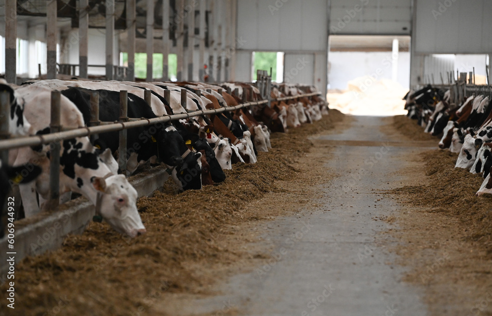 cow, animal, farm, cattle, grass, field, agriculture, brown, meadow ...