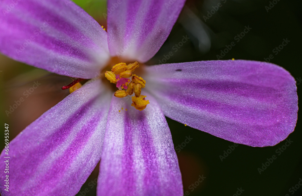 pink flower of Geranium robertianum known as herb-Robert, red robin ...