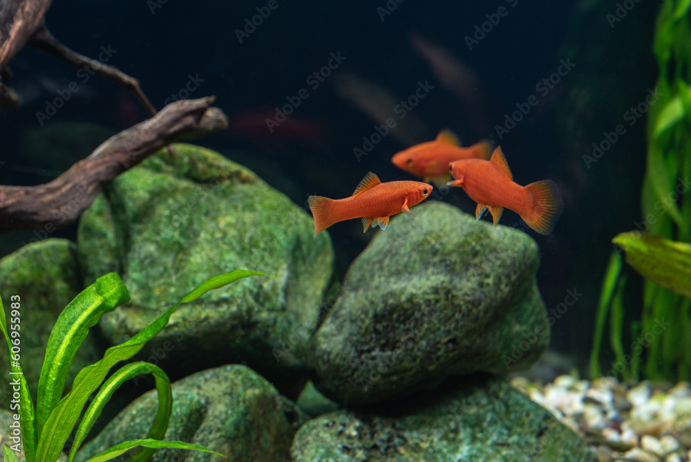 Red swordtail in fish tank. Xiphophorus is one of the most popular ...