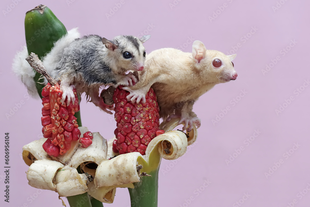 An albino adult female sugar glider is looking for food on the hump of ...