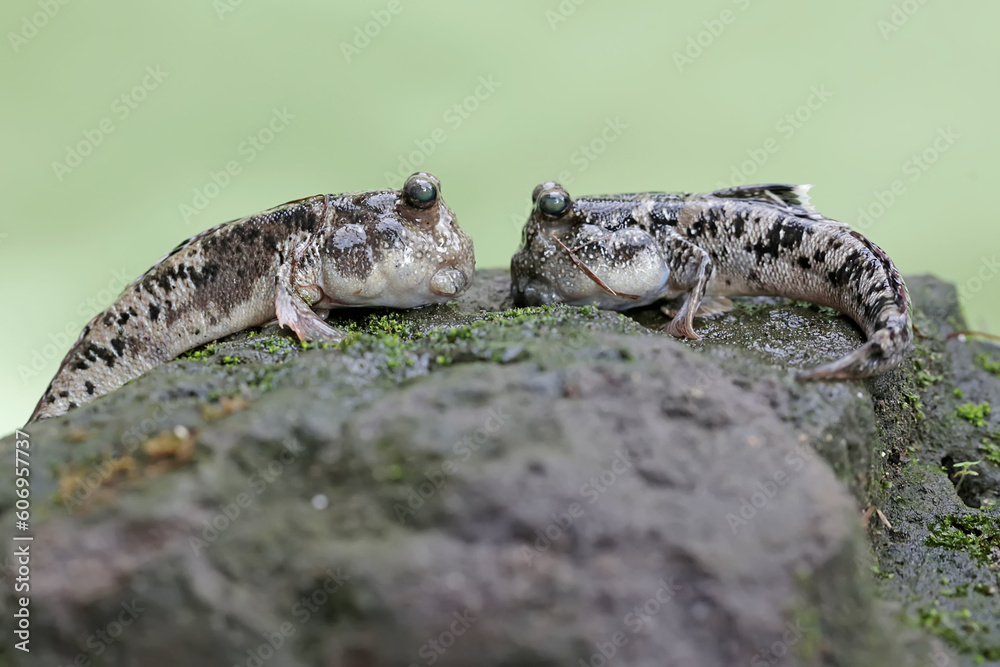 Two barred mudskippers resting on a rock by the river mouth. This fish ...
