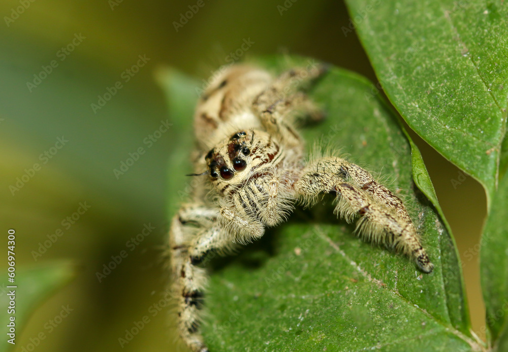 Super macro image of Jumping spider (Salticidae, Hyllus diardi female ...