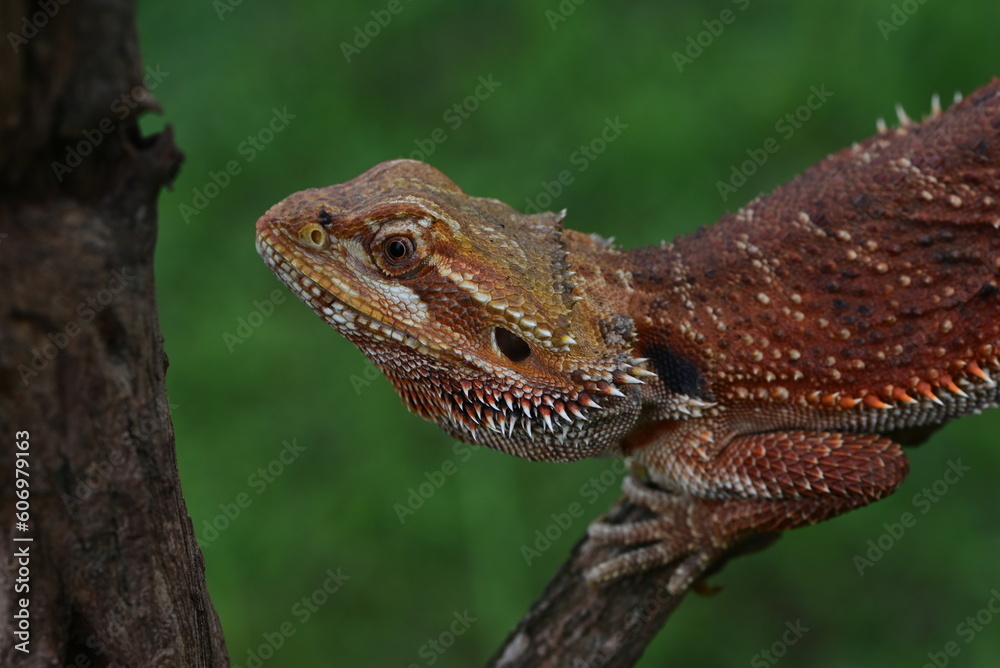 Close up of The central bearded dragon, Pogona vitticeps, also known as ...