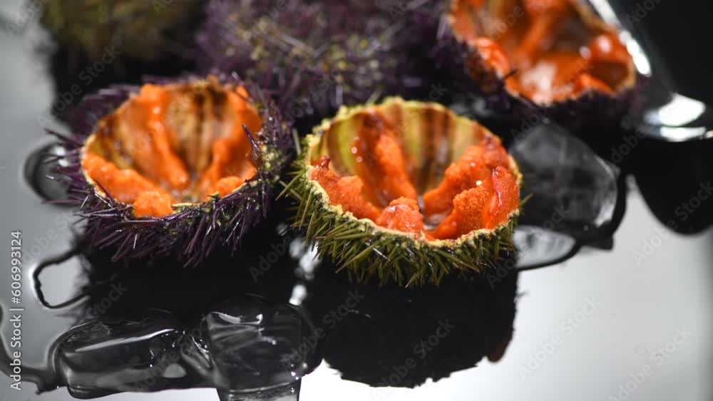 Sea Urchin with caviar close-up, on black background. Fresh open sea urchins with ice, ready to ...