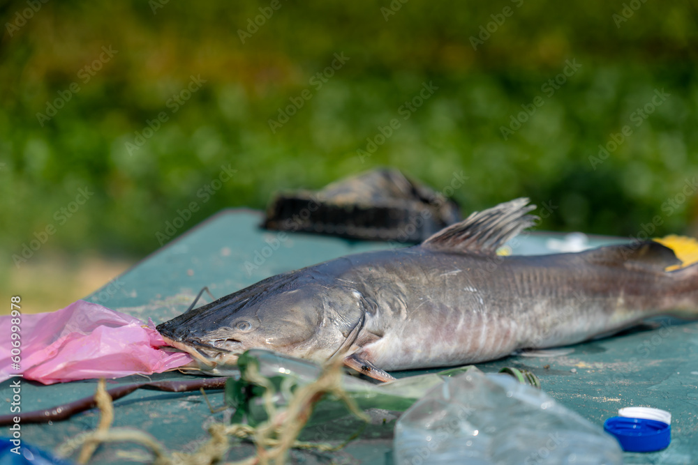 garbage in a dead fish mouth visual representation of the devastating ...