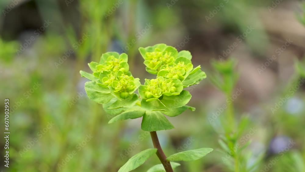 Vidéo Stock Ze lacquer, wild plant, Chinese Chinese herbal medicine ...