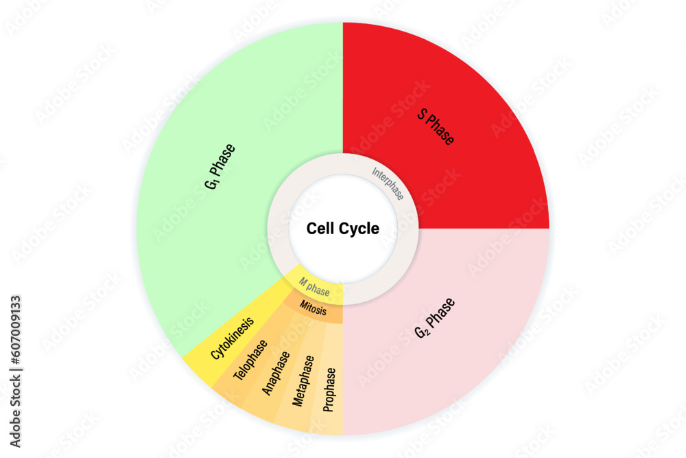 Vetor De The Cell Cycle Division Cycle Of Eukaryotic Cell Mitosis And vetor-de-the-cell-cycle-division-cycle-of-eukaryotic-cell-mitosis-and