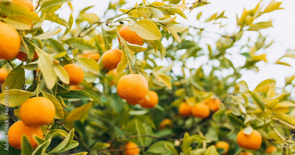 Ripe juicy sweet orange mandarins on a tree in the mandarin orchard ...