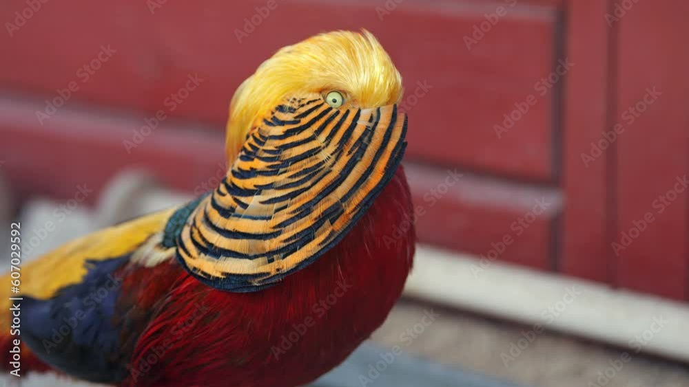 Golden pheasant walks near red fence on big animal farm. Gracious bird ...