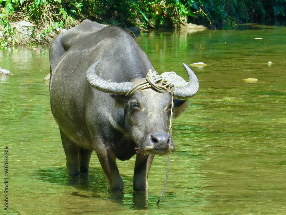 Water buffalo in the water. Bull Tamaraw. A buffalo with two horns ...
