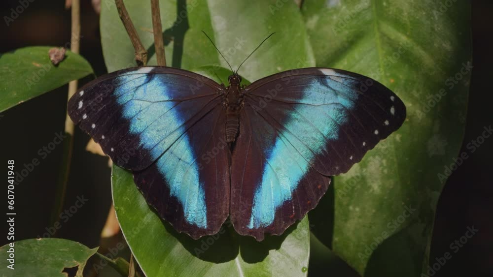 Blue Morpho butterfly in the Amazon rainforest, closeup vídeo de Stock ...