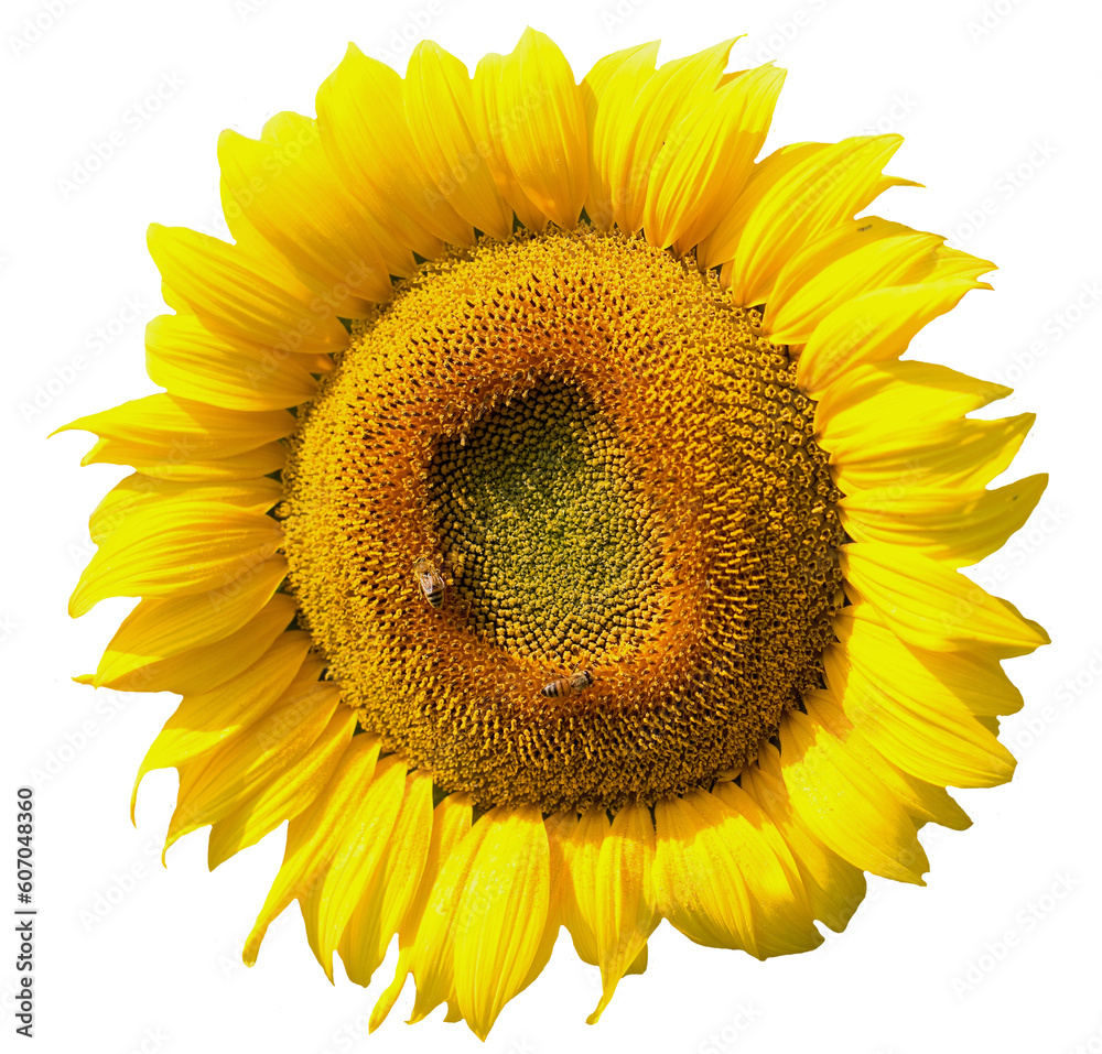 PNG flower head Sunflower bloom transparent background png image Stock ...