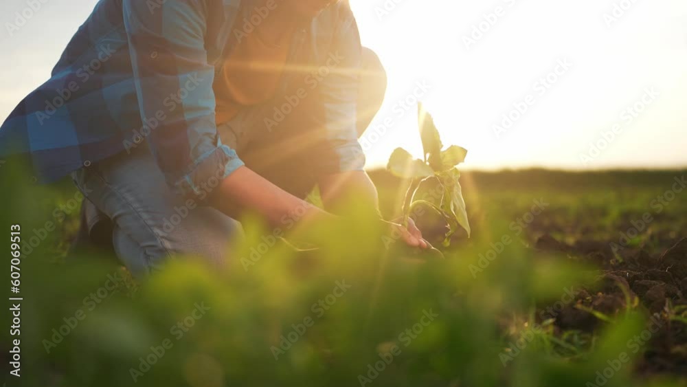Agriculture. farmer hands lowered plant growing plant. business ecology ...
