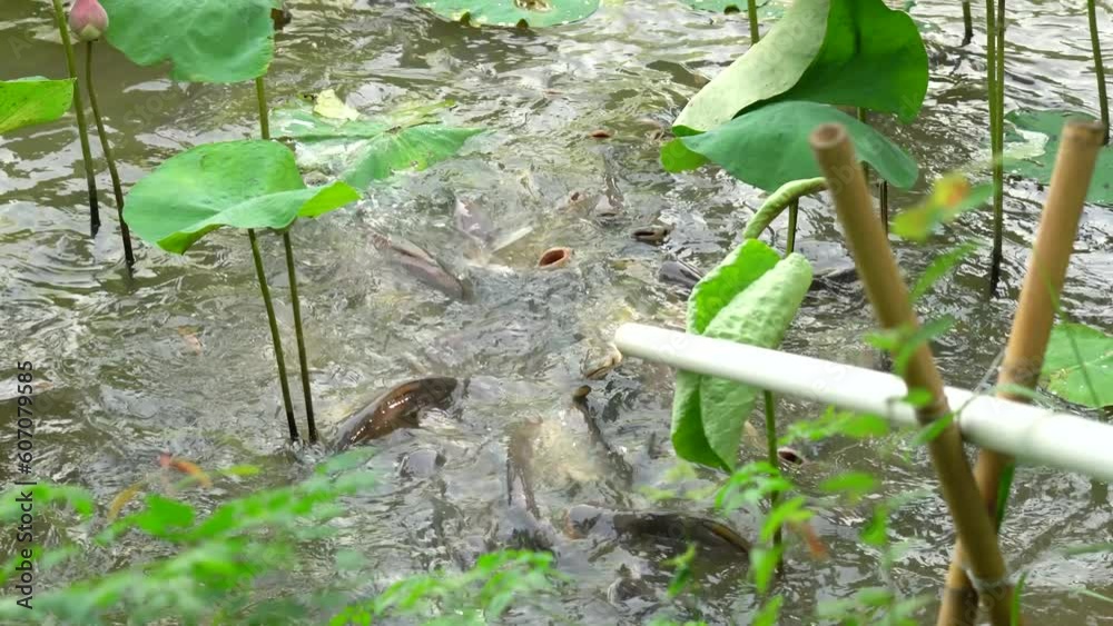 Many Pangasius fishes in the lotus pond, they are coming up to eating ...