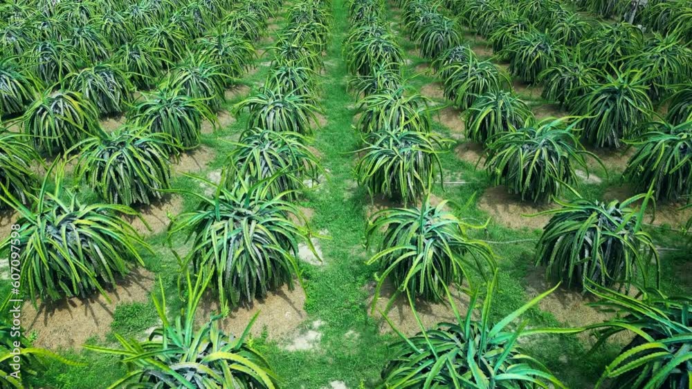 Top view dragon fruit trees growing in rows In pitaya farm In Vietnam ...