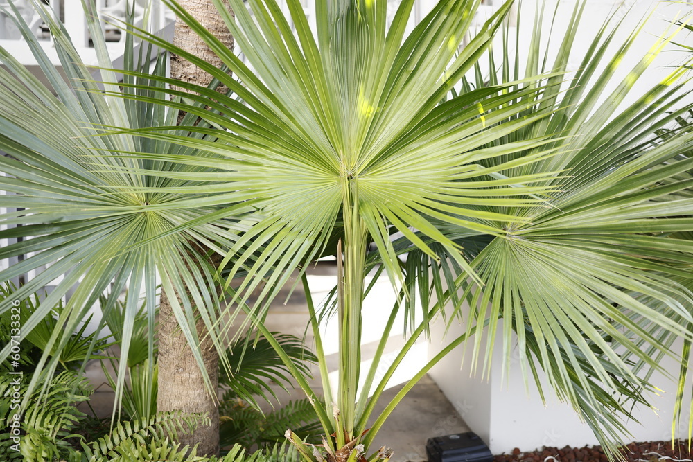 Saw Palmetto Serenoa repens green shrub plant native to Florida, Stock ...