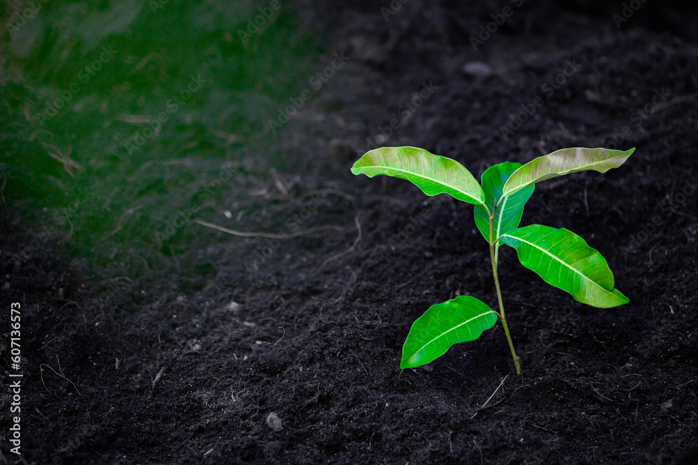 Close-up photo of a sapling planted and growing in the soil, soft ...