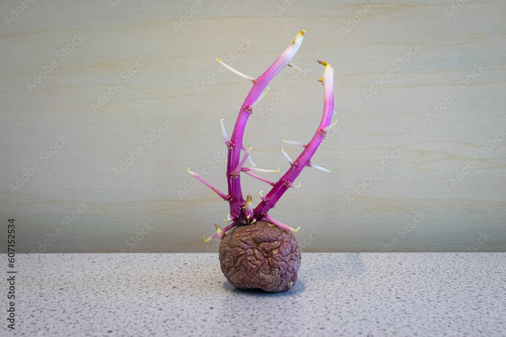Shrunken potato with root shoots, used for biology class Stock Photo ...